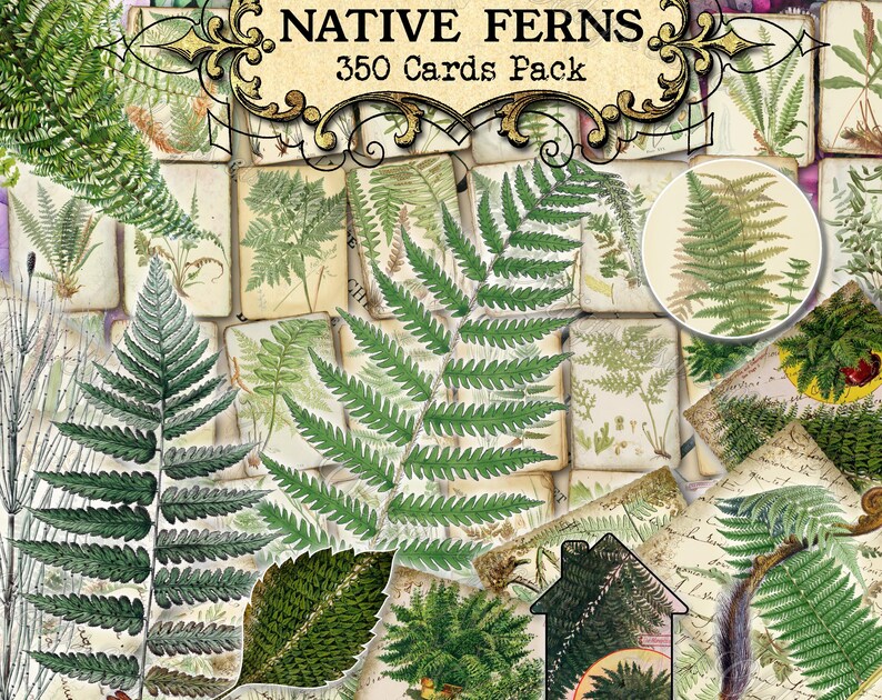 Native Ferns - Set of 40 Pictures on 350 Cards Vintage Design Old ...