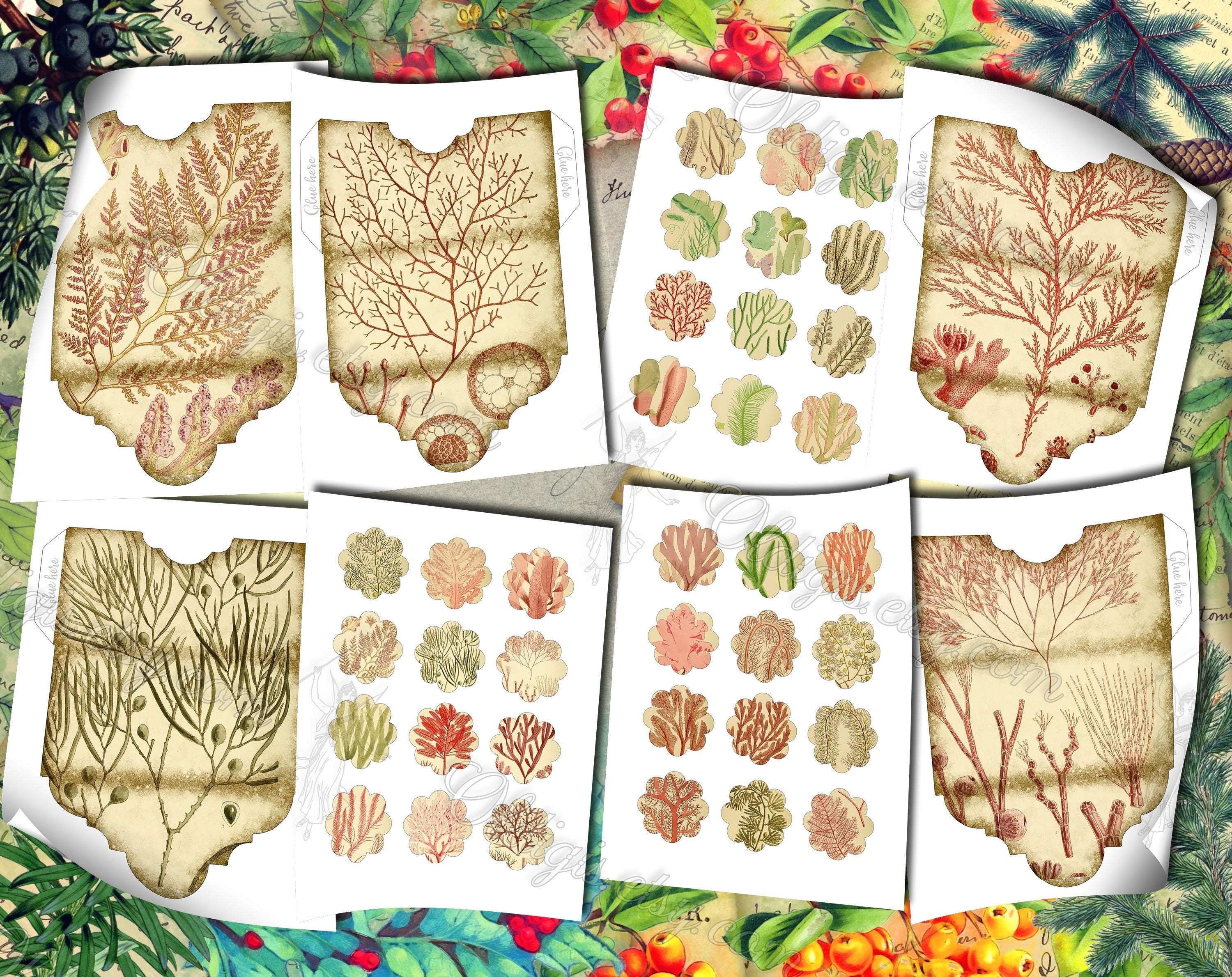 Seaware #2 - Set of 40 Pictures on 450 Cards JPG With Antique ...