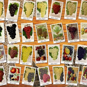 700 GRAPES Jpegs Pack of Vintage Public Domain Images Pictures in High ...