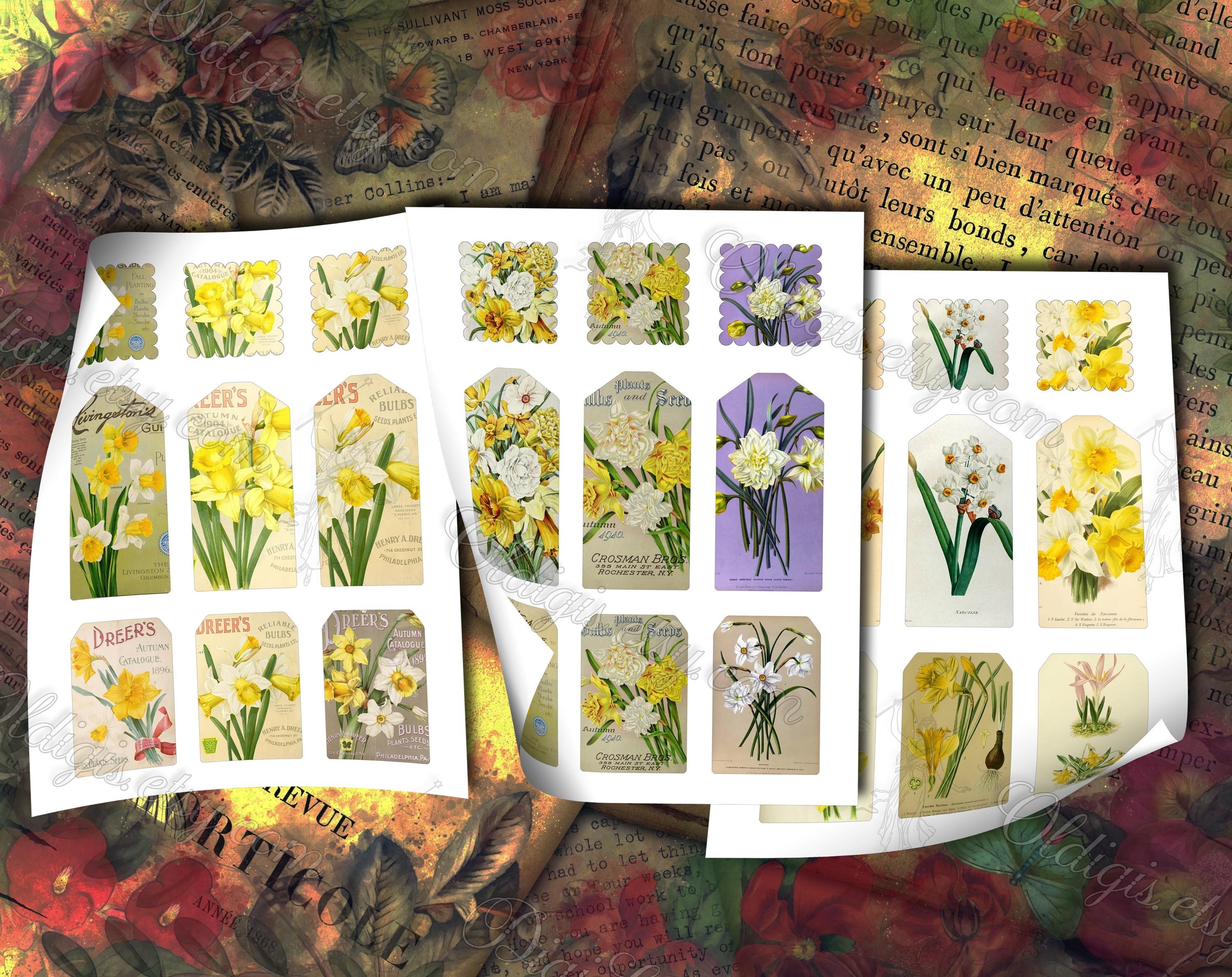Vintage Daffodil Botanical Junk Journal, Narcissus Jonquil, Spring ...