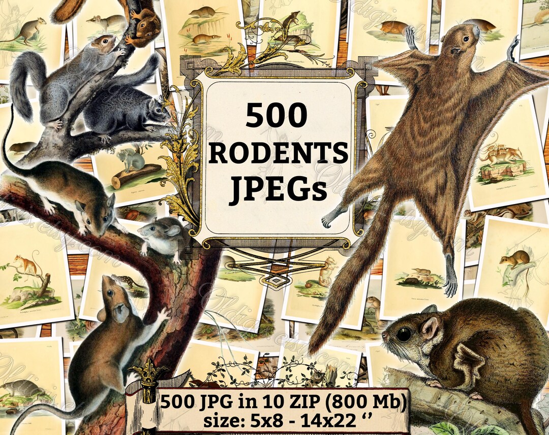 500 RODENTS Jpegs - Pack of Vintage Public Domain Images Pictures in ...