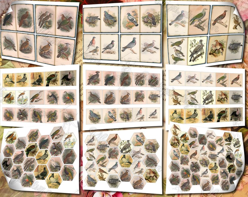 Pigeons and Doves #1 - Set of 40 Pictures on 450 Cards in JPG With ...