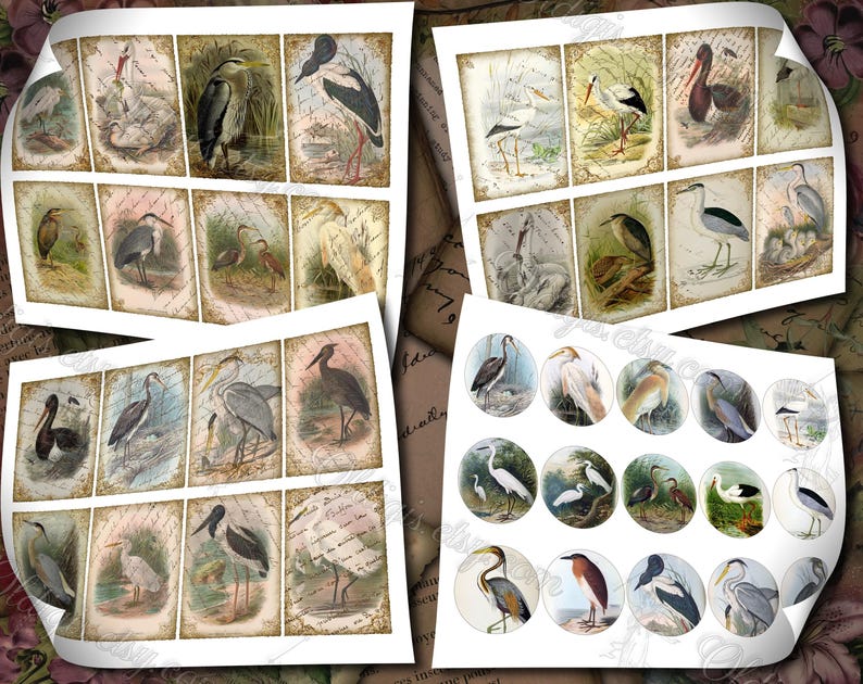 Birds With Long Legs #2 Nature Junk Journal, Marsh Wildlife, Wetlands ...