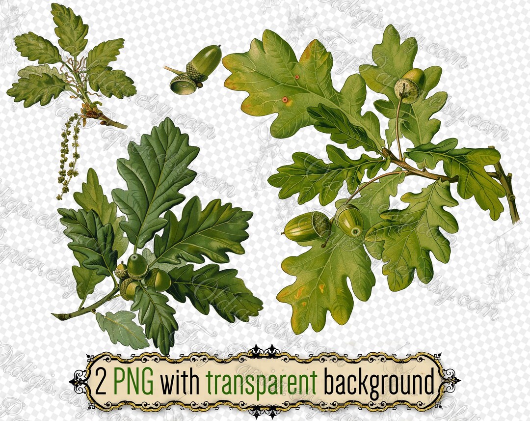 PNG OAK Branches - Set of 2 Files in Png Format With Transparent ...