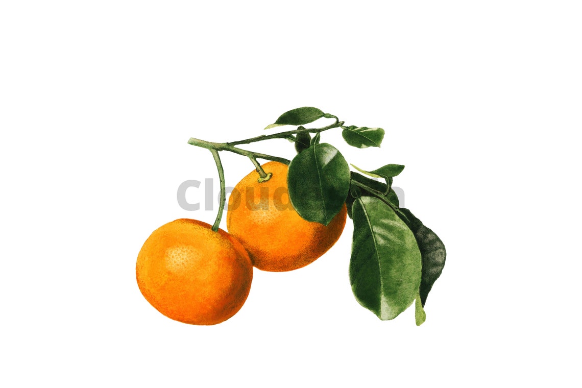 Oranges Digital Download Oranges SVG Citrus SVG Botanical - Etsy
