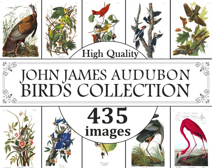 Vintage Bird Print, Arctic Tern, Audubon Print, Audubon Poster, Birds ...