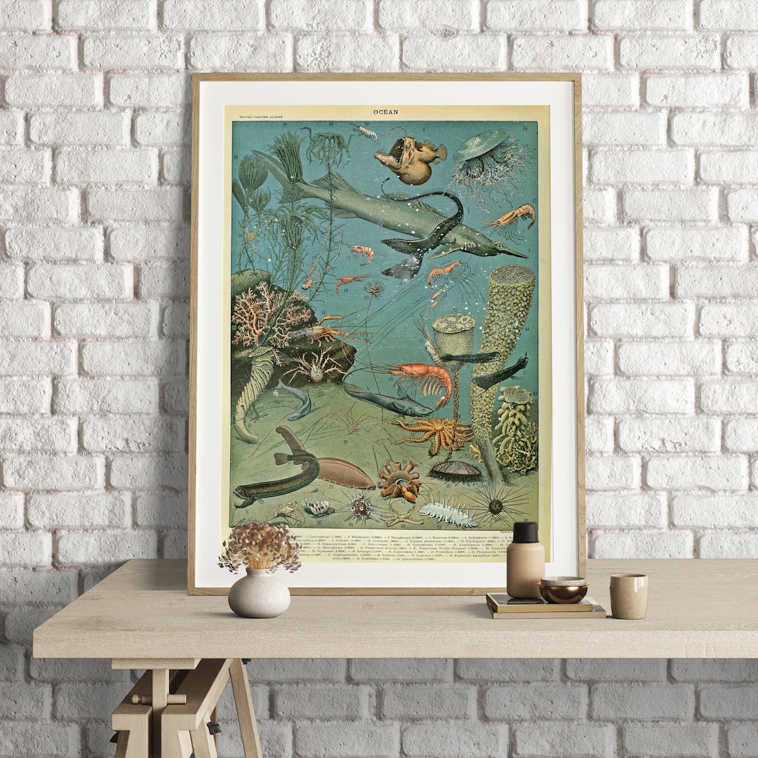 Adolphe Millot Prints, Vintage Sea Life Poster, Ocean Art Print, Sea ...