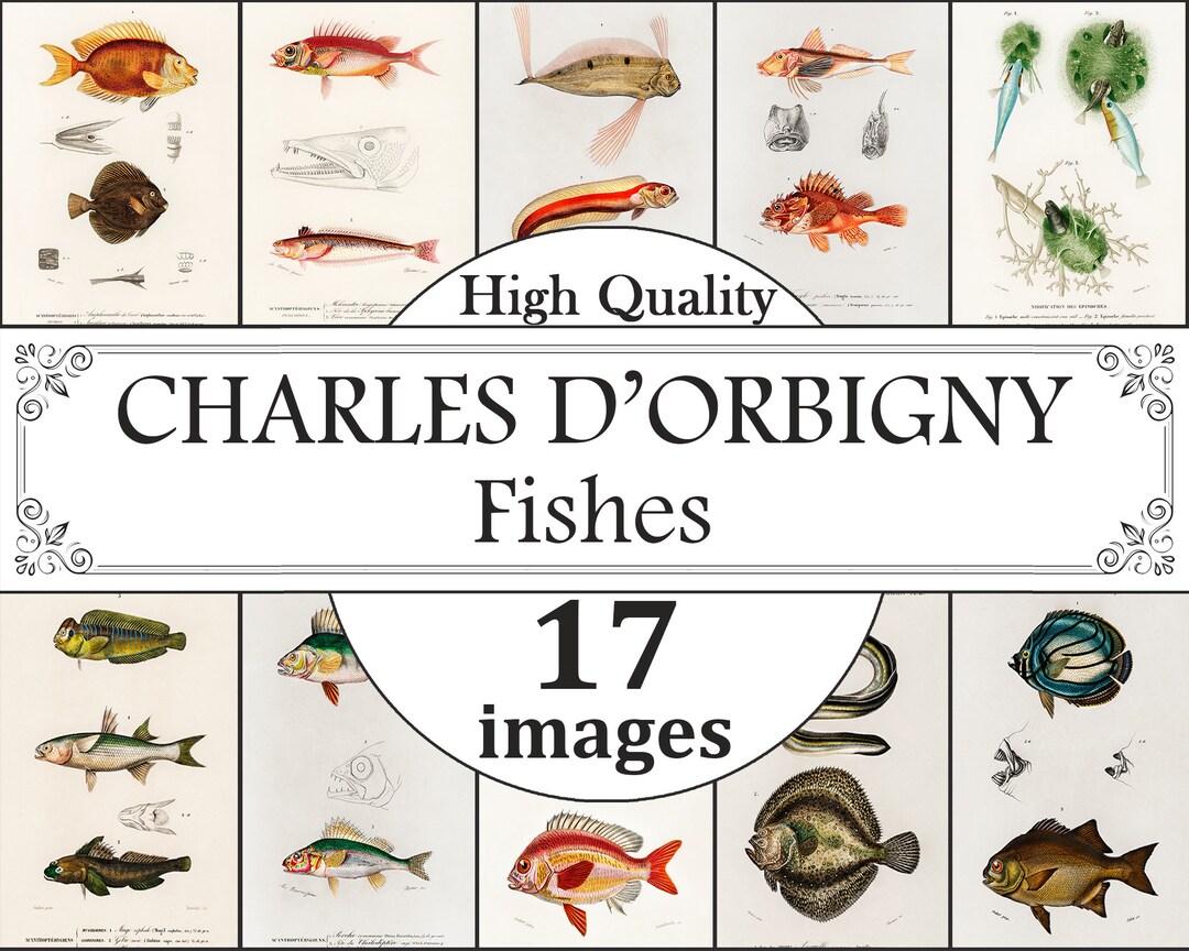 Charles Dessalines D’orbigny Fish Prints, Fishes Wall Art, Vintage Fish ...