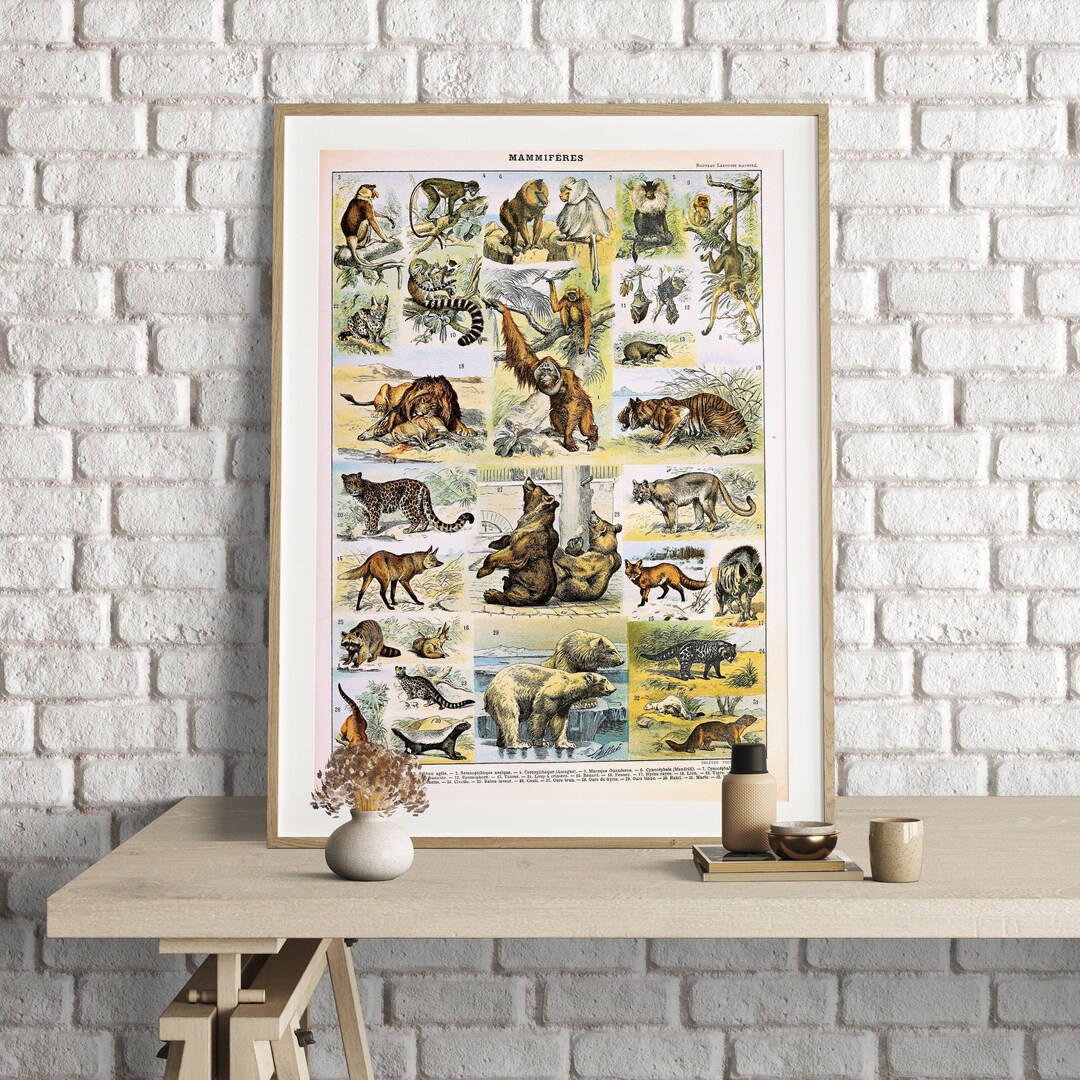 Adolphe Millot Prints, Mammals Chart Print, Adolphe Millot Vintage ...