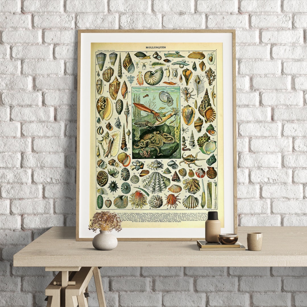 Adolphe Millot Prints, Vintage Mollusk Poster, Vintage Mollusques Print ...