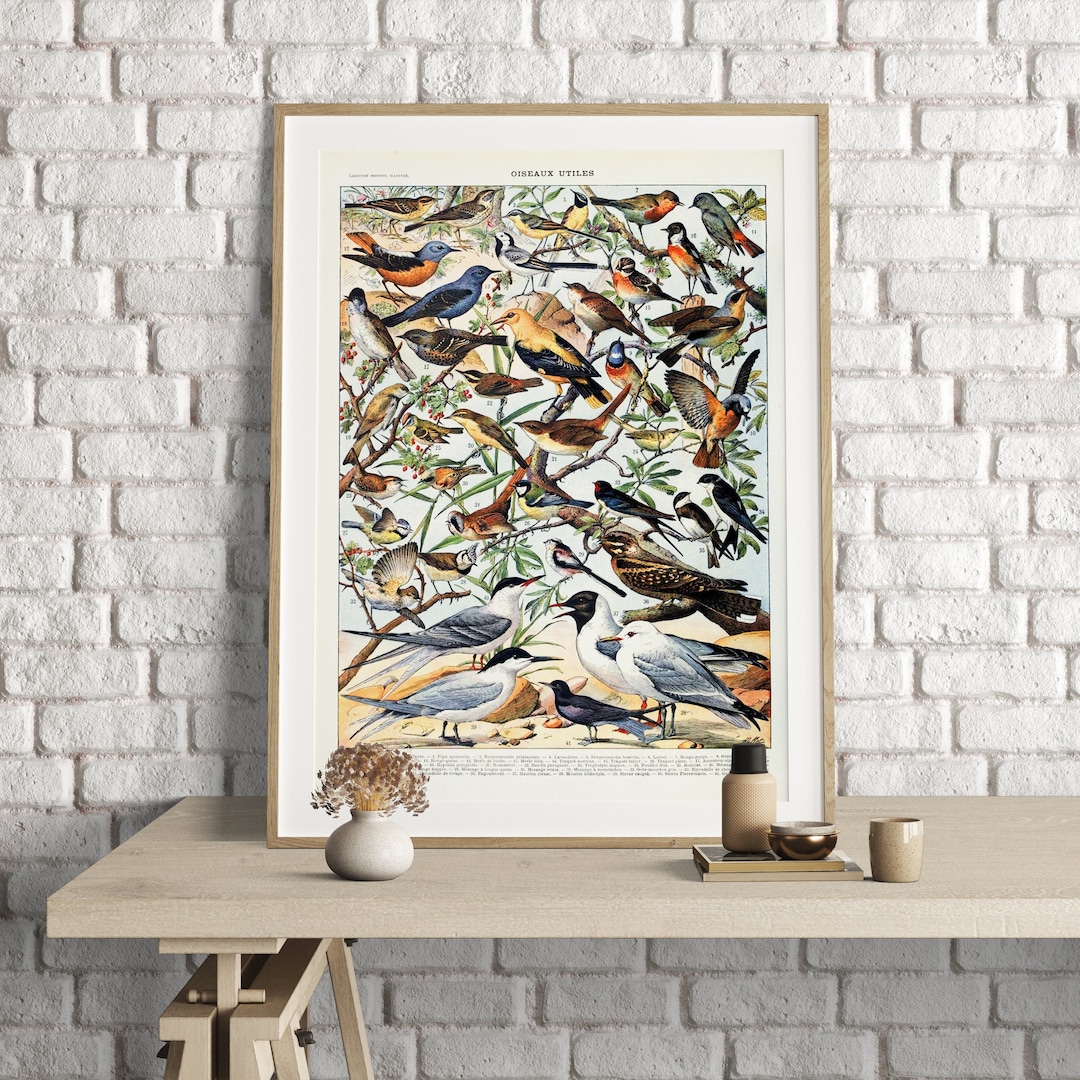 Adolphe Millot Prints, Birds Chart Print, Adolphe Millot Vintage Birds ...