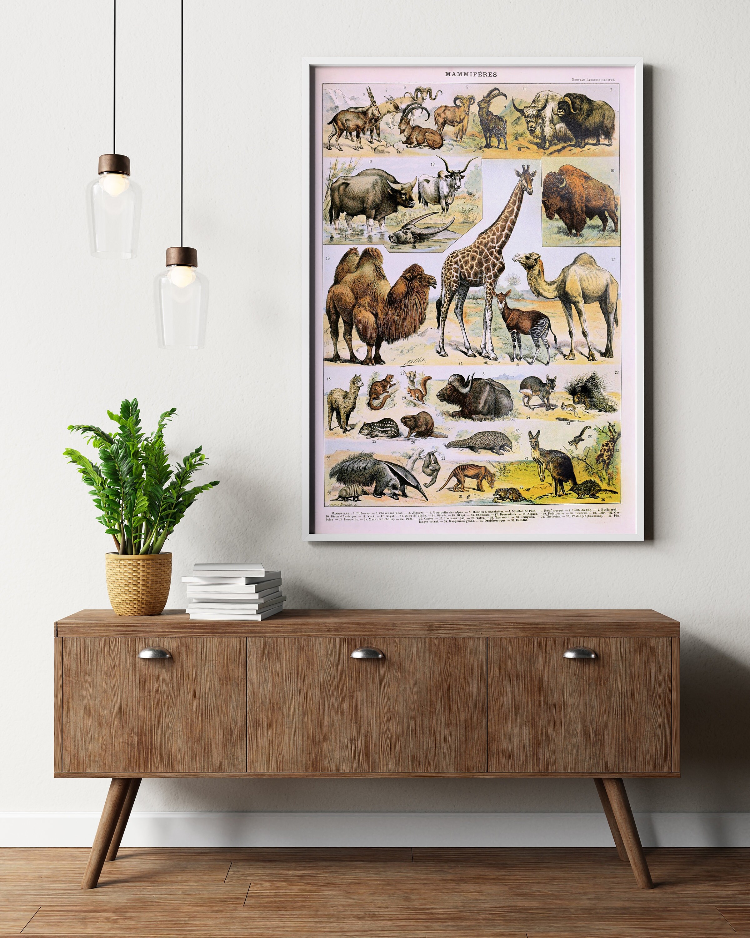 Adolphe Millot Prints, Mammals Chart Print, Adolphe Millot Vintage ...