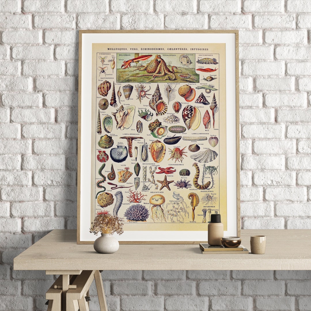 Adolphe Millot Prints, Vintage Mollusk Poster, Vintage Mollusques Print ...