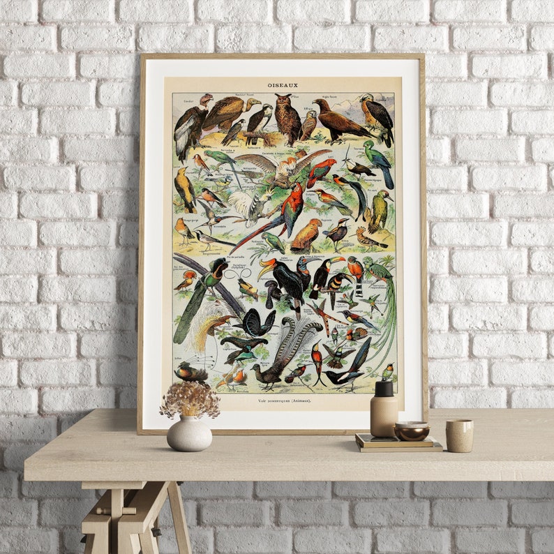 Adolphe Millot Prints, Birds Chart Print, Adolphe Millot Vintage Birds ...