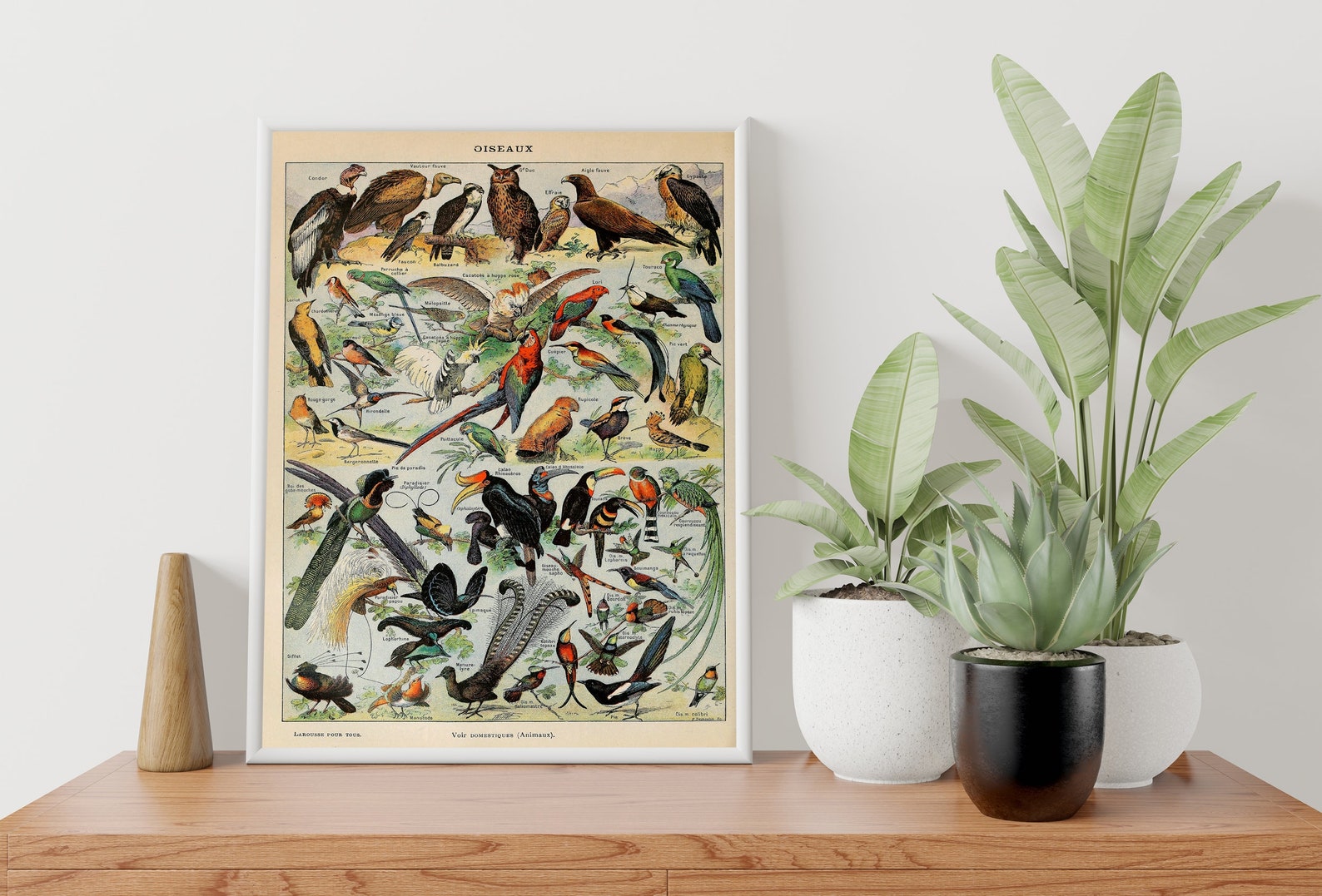 Adolphe Millot Prints Birds Chart Print Adolphe Millot - Etsy