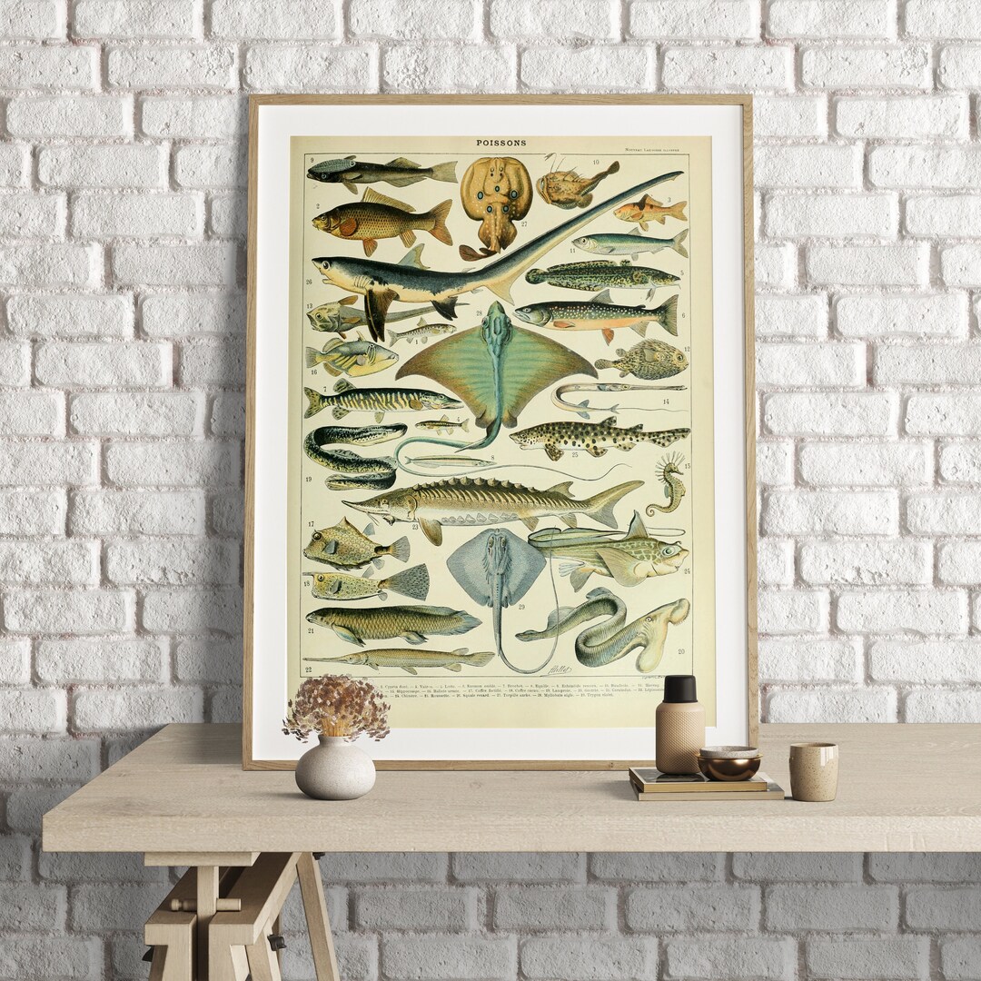 Adolphe Millot Prints Vintage Sea Life Poster Ocean Art Print Sea