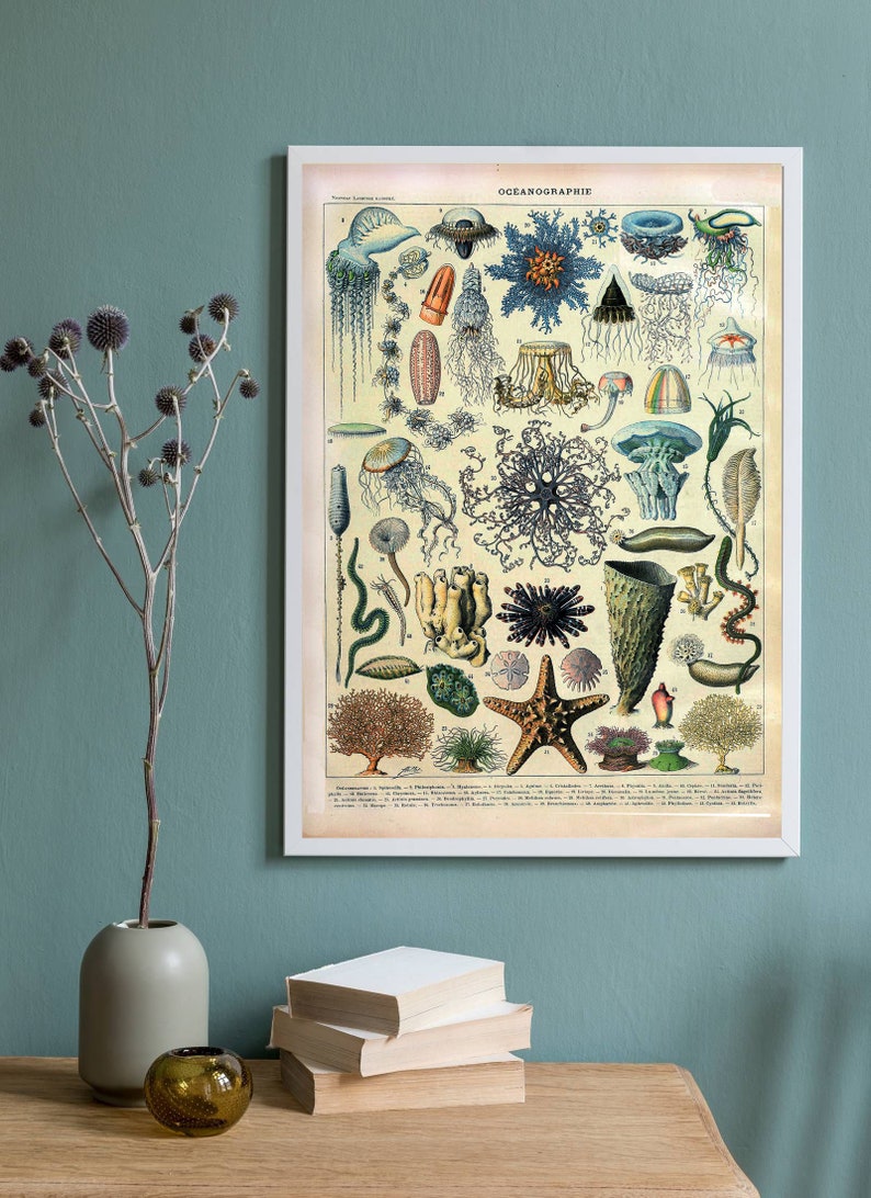 Adolphe Millot Prints Vintage Sea Life Poster Ocean Art - Etsy