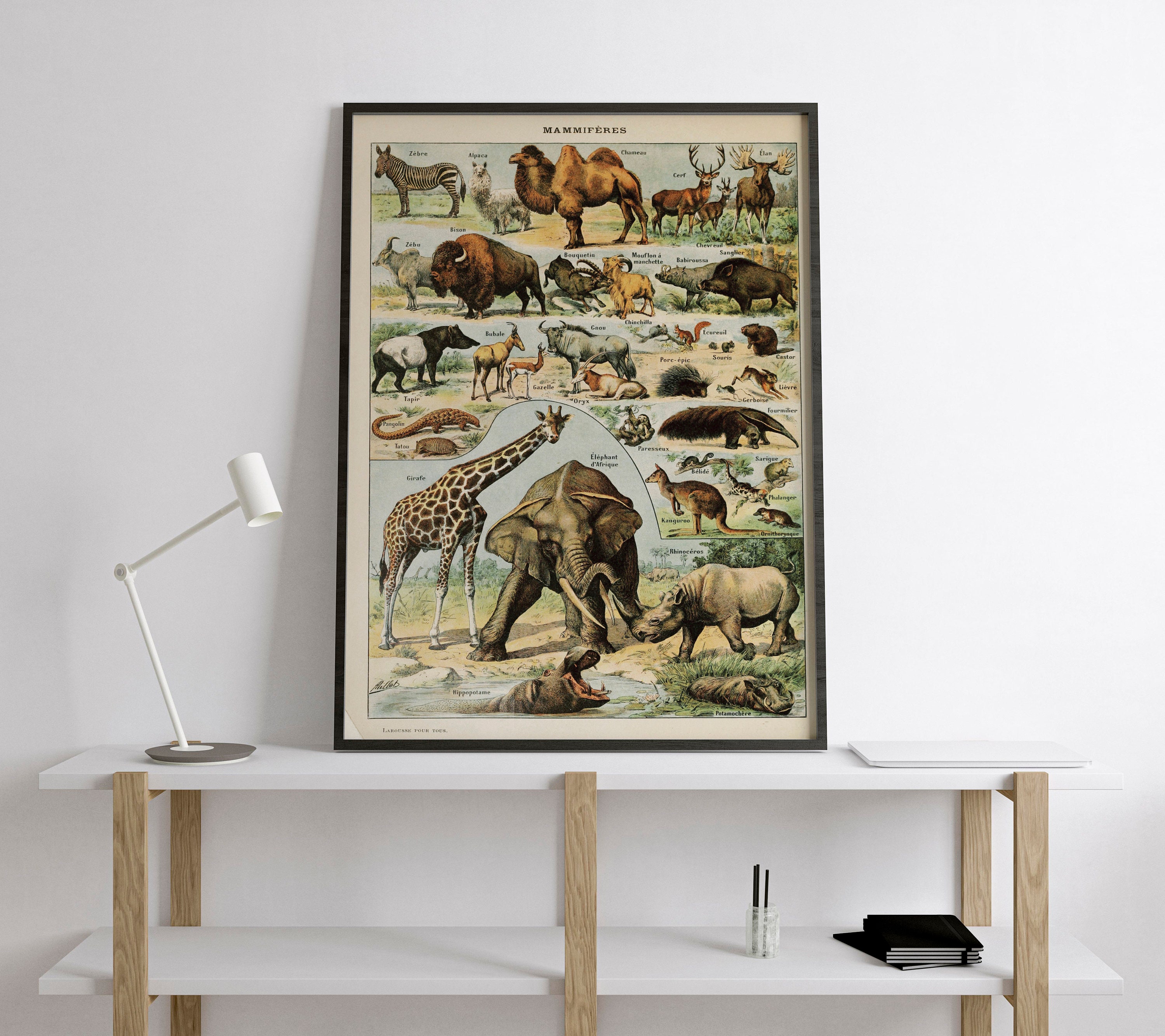 Adolphe Millot Prints, Mammals Chart Print, Adolphe Millot Vintage ...