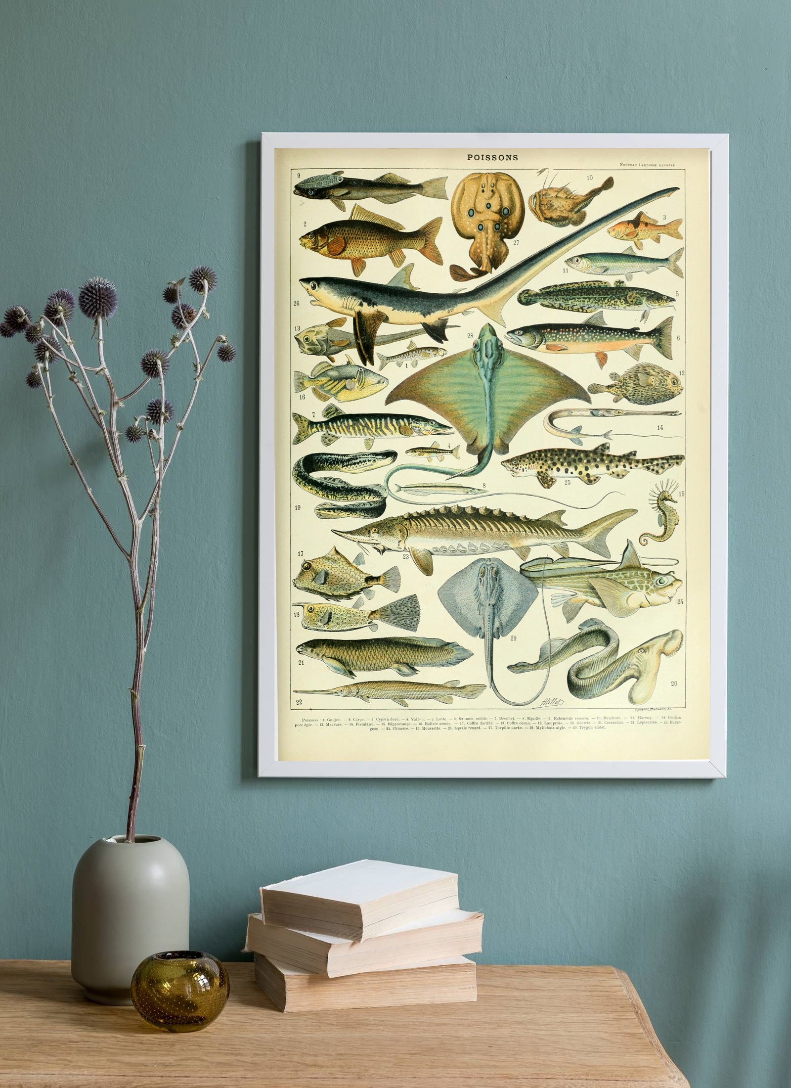 Adolphe Millot Prints Vintage Sea Life Poster Ocean Art Print Sea