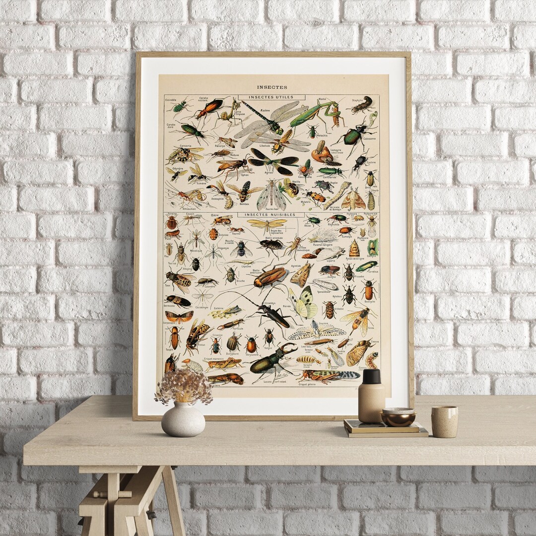 Adolphe Millot Prints, Insects Vintage Science Print ,vintage Insectes ...