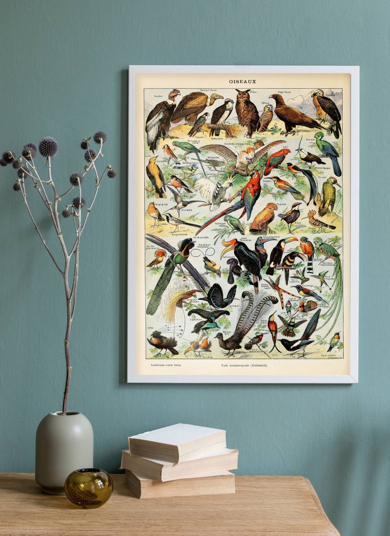 Adolphe Millot Prints, Birds Chart Print, Adolphe Millot Vintage Birds ...