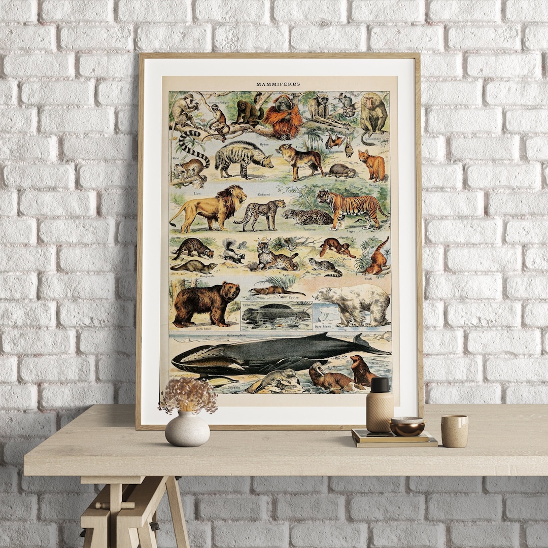 Adolphe Millot Prints, Mammals Chart Print, Adolphe Millot Vintage ...