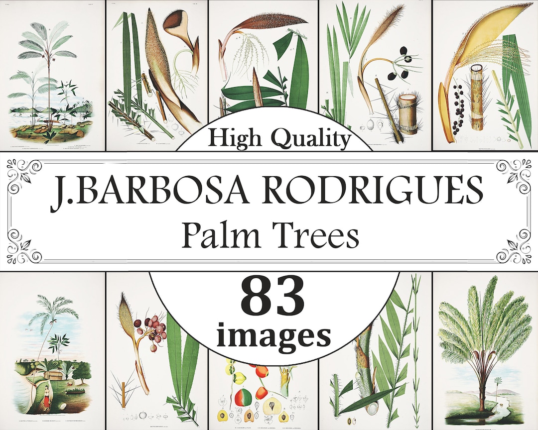 J.barbarosa Rodrigues Brasilian Palm Tree Prints, Vintage Trees Poster ...