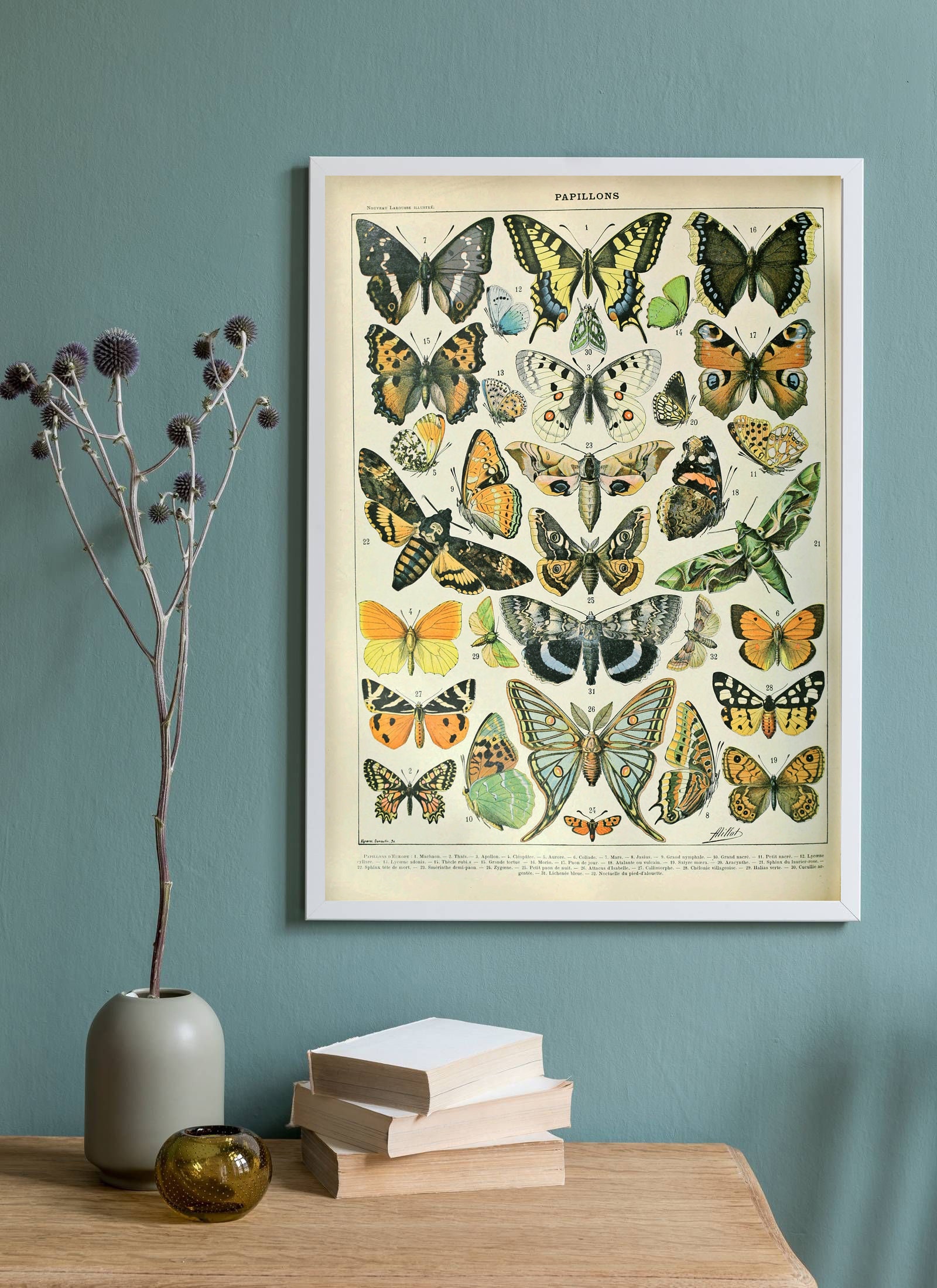 Adolphe Millot Prints Butterfly Chart Print Adolphe Millot - Etsy