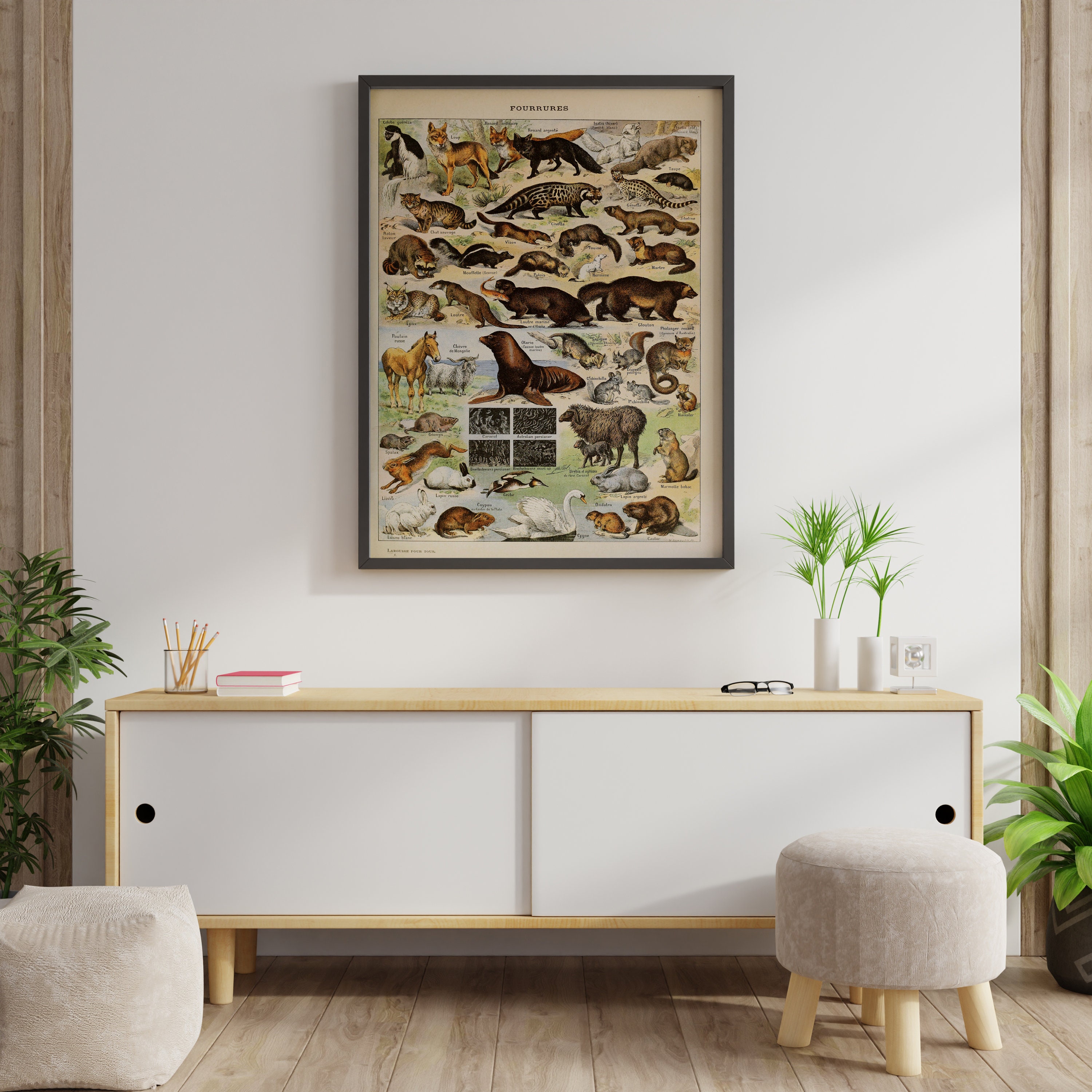 Adolphe Millot Prints Furry Animals Chart Adolphe Millot - Etsy