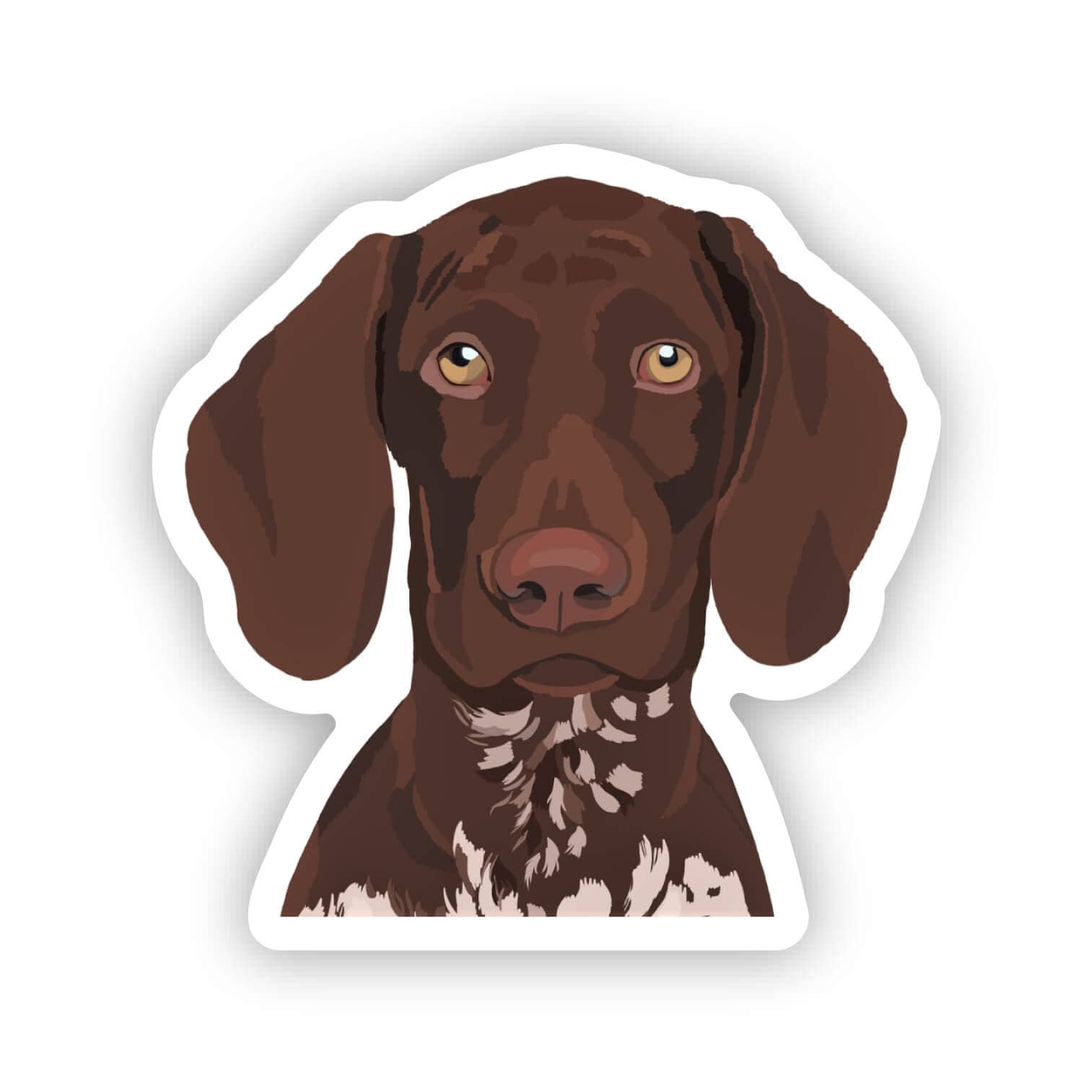 Chocolate German Shorthaired Pointer
