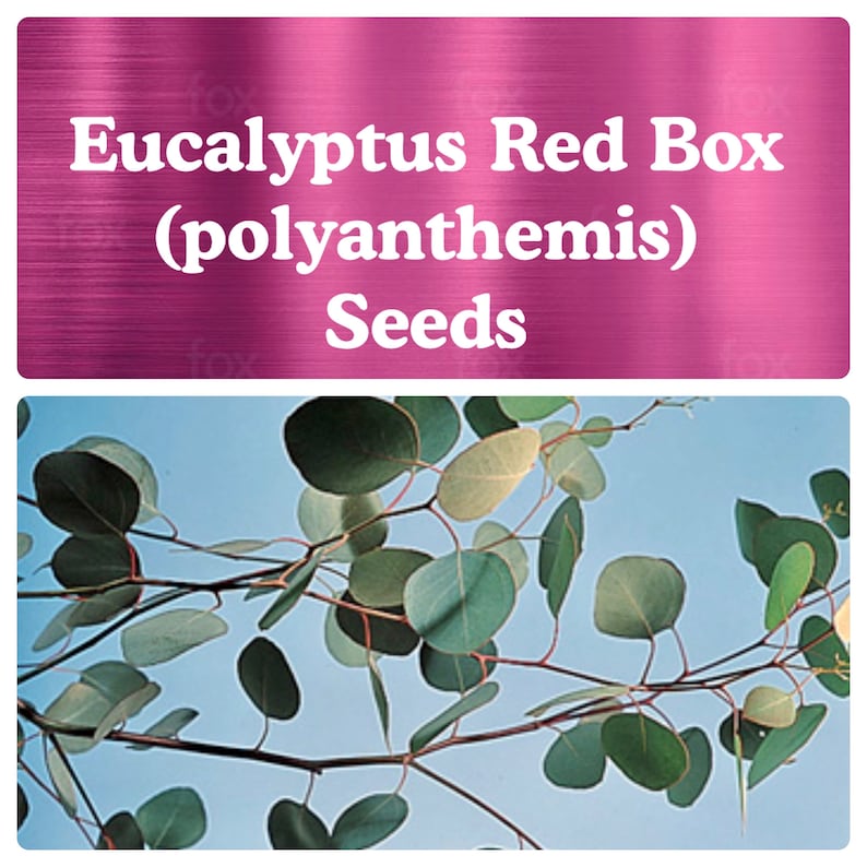 Polyanthemos / Red Box Eucalyptus SEEDS (10-30 Seeds Options) - Etsy