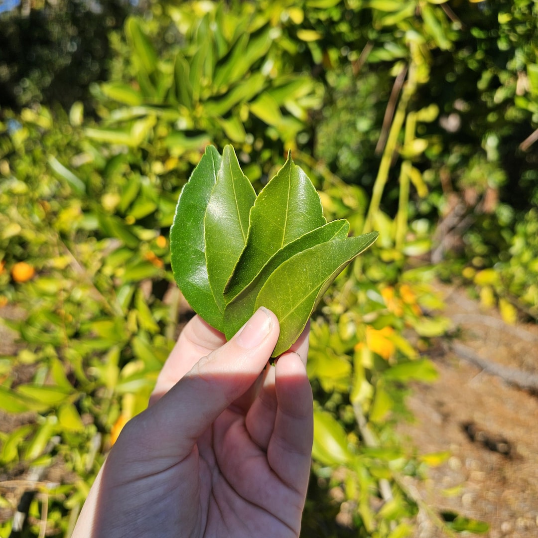 Tangerine Tree Leaves - Organic Freshly Picked - Florida Grown - Fresh ...