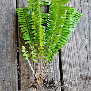 10 Live Boston Fern Clumps - Bare Root - Sword Fern - Plants - Ferns ...