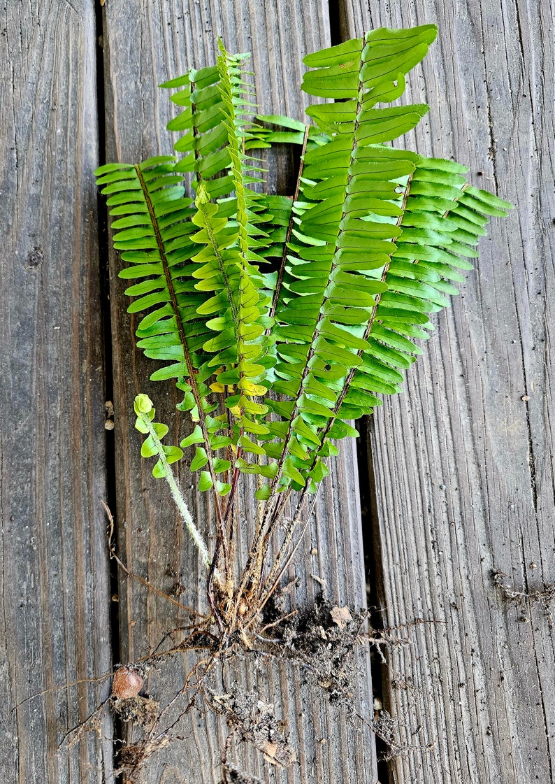 10 Live Boston Fern Clumps Bare Root Sword Fern Plants Ferns Live Plant ...