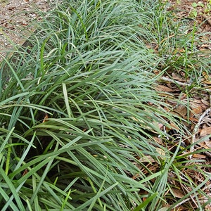 200 Individual Mondo Grass Plants - Ornamental Grass - Bare Root ...