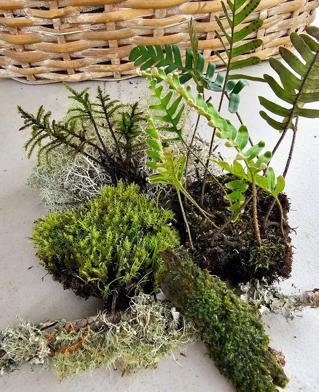 Terrarium Fern and Moss Mix - Resurrection Fern - Tree Moss - Tiny ...