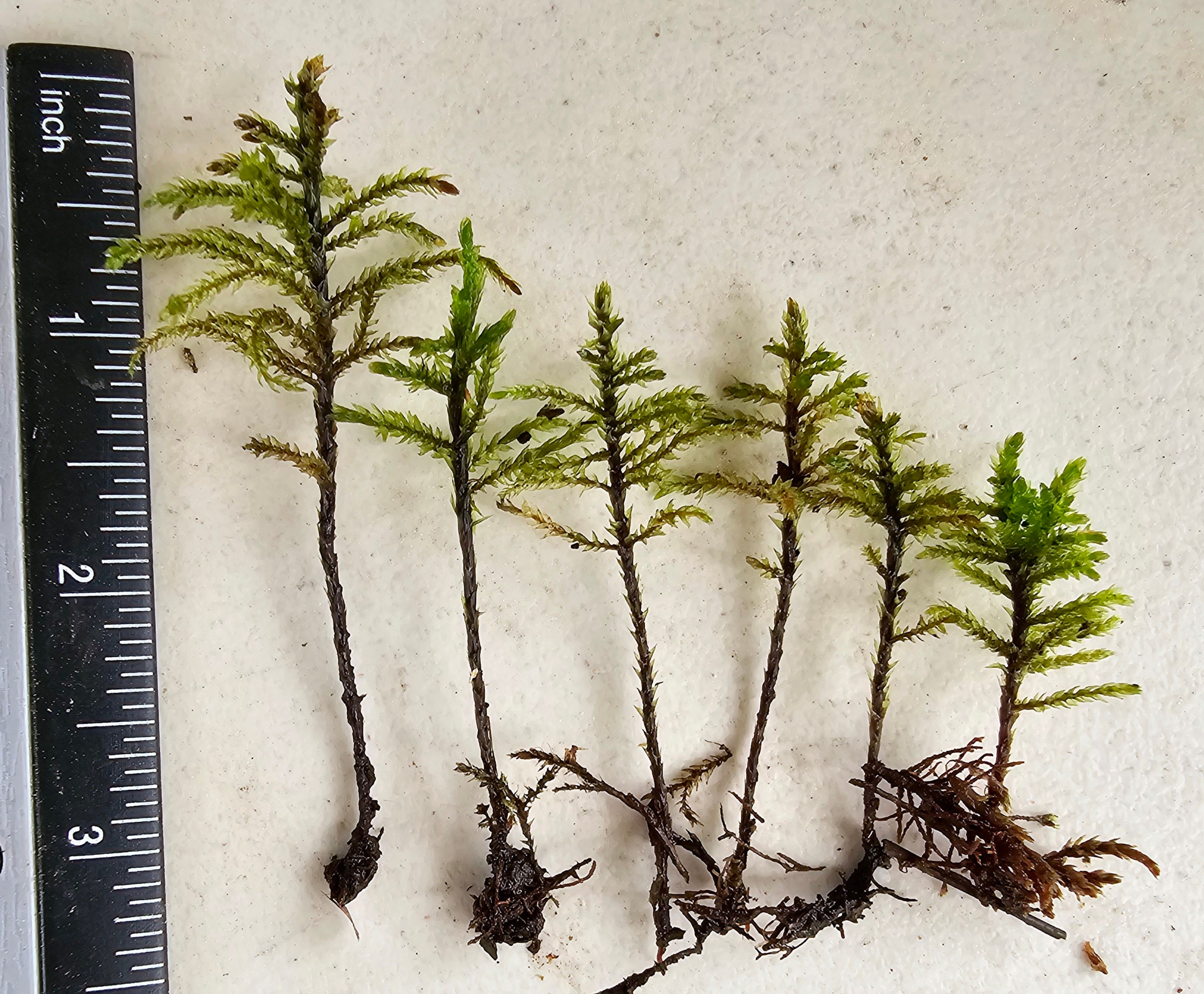 Tree Moss and Resurrection Fern Combo Terrarium Moss Tiny Tree Moss ...