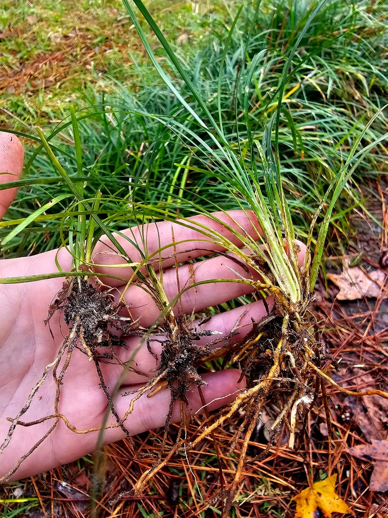 200 Individual Mondo Grass Plants Ornamental Grass Bare Root Border ...