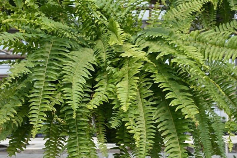 10 Live Boston Fern Clumps Bare Root Sword Fern Plants Ferns Live Plant ...