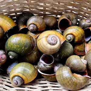 6 Apple Snail Shells - Etsy
