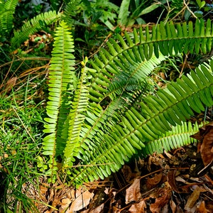 10 Live Boston Fern Clumps - Bare Root - Sword Fern - Plants - Ferns ...