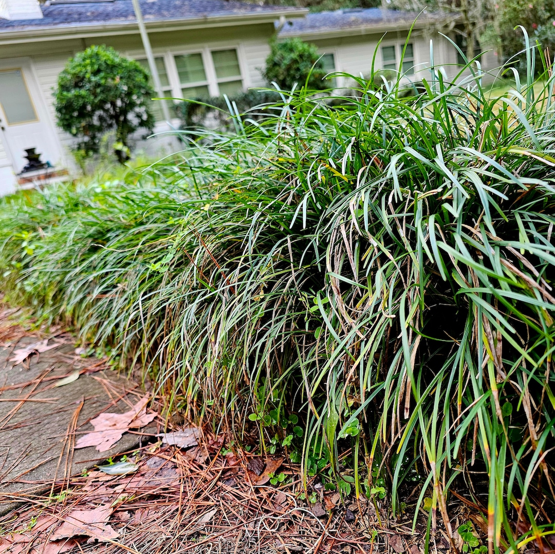 50 Individual Mondo Grass Plants - Ornamental Grass - Bare Root ...