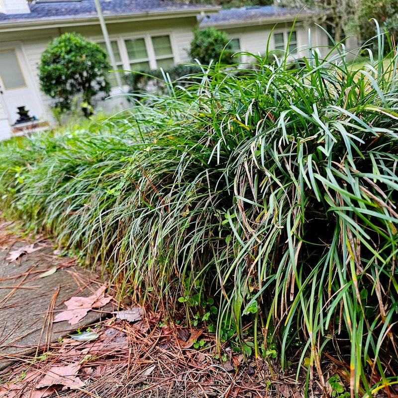Mondo Grass - Etsy