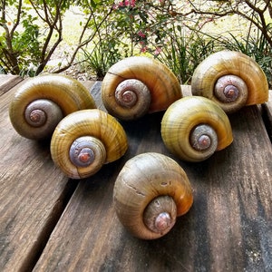 6 Apple Snail Shells - Etsy