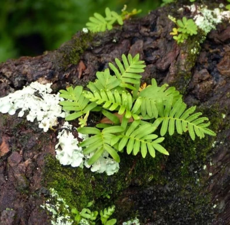 Tree Moss and Resurrection Fern Combo Terrarium Moss Tiny Tree Moss ...