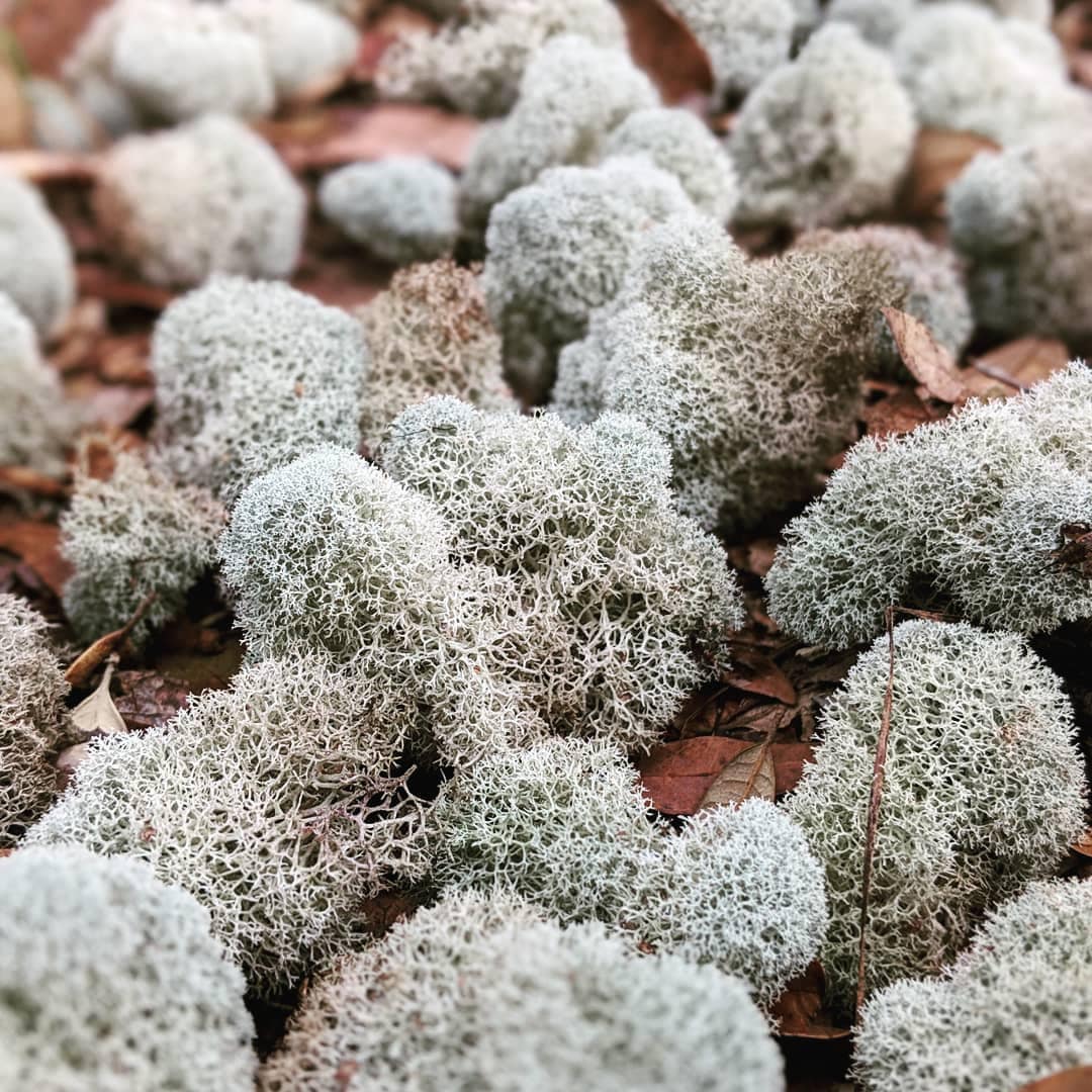 Live Reindeer Moss - Reindeer Lichen - Terrarium Moss - Craft Moss ...