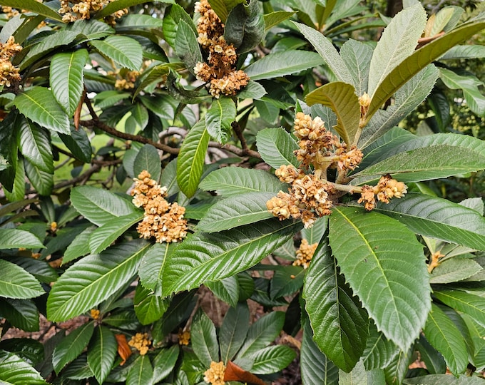 Japanese Plum Loquat Fruit Tree Seedling Plant, P8593 - Etsy