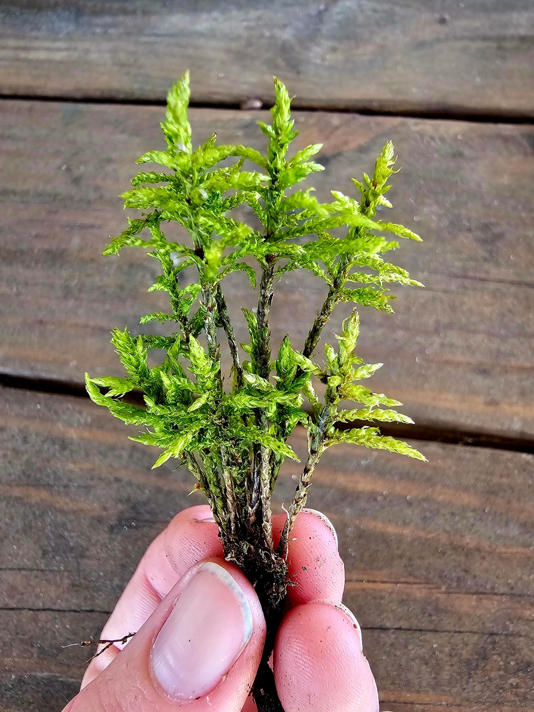 12 Live Tree Moss - Terrarium Moss - Tiny Tree Moss - - Etsy