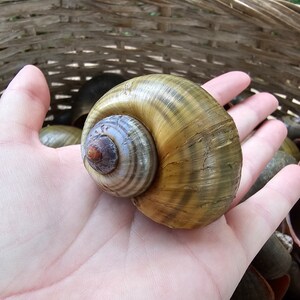 6 Apple Snail Shells - Etsy