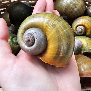 6 Apple Snail Shells - Etsy